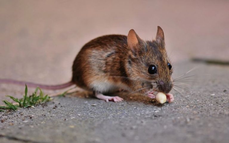 25 symbolic meanings of dreaming of mouse – Dream Psychological