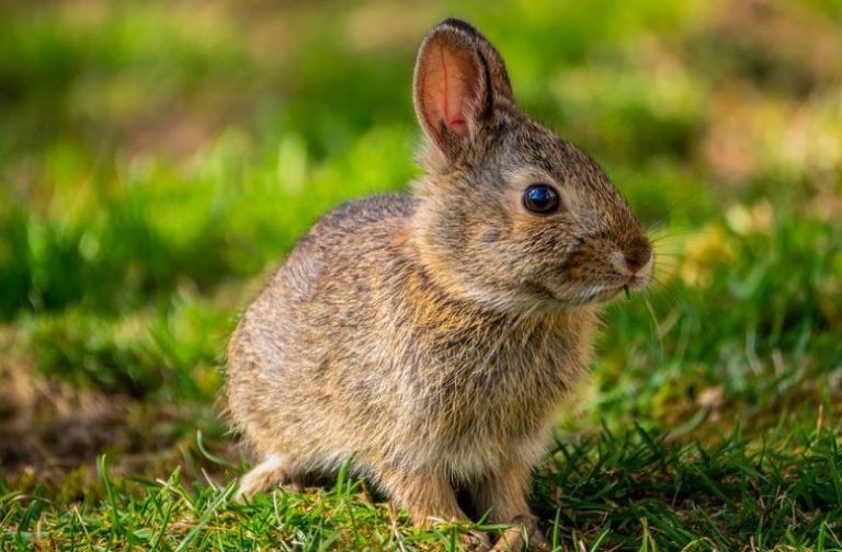 26 symbolic meanings of dreaming of rabbits – Dream Psychological