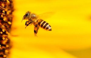 26 symbolic meanings of dreaming of bees – Dream Psychological