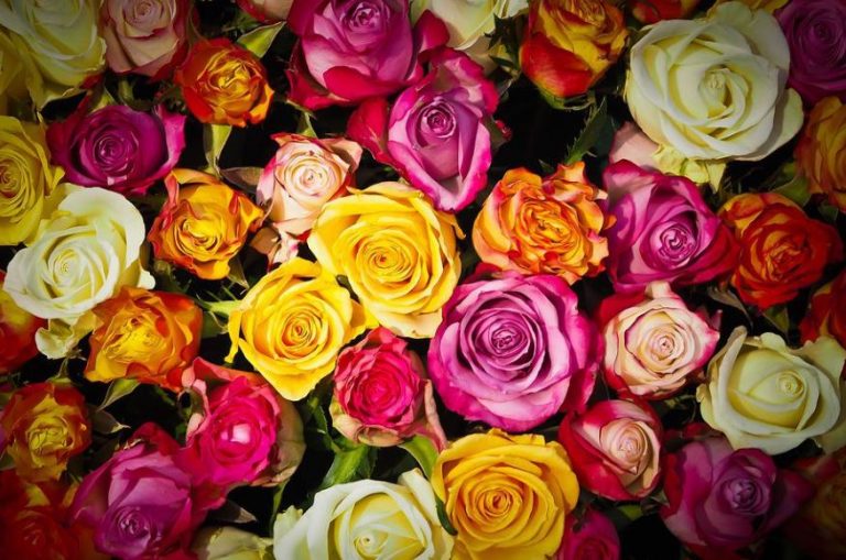 30 symbolic meanings of dreaming of roses – Dream Psychological