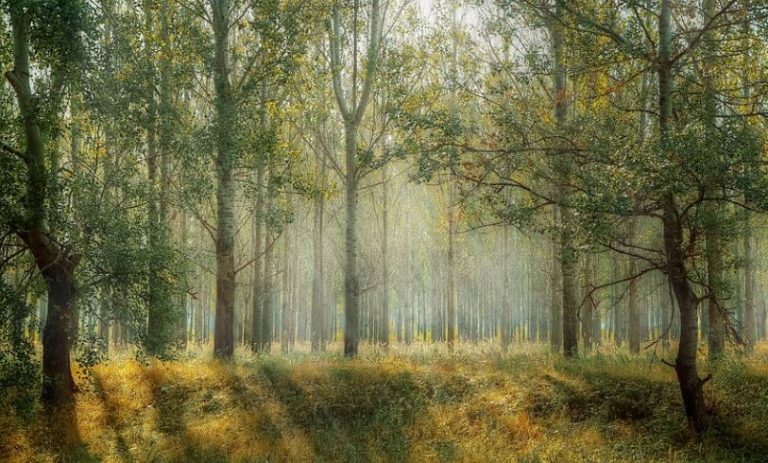 21 symbolic meanings of dreaming of trees – Dream Psychological