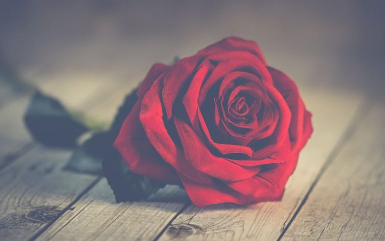13 symbolic meanings of dreaming of red roses – Dream Psychological