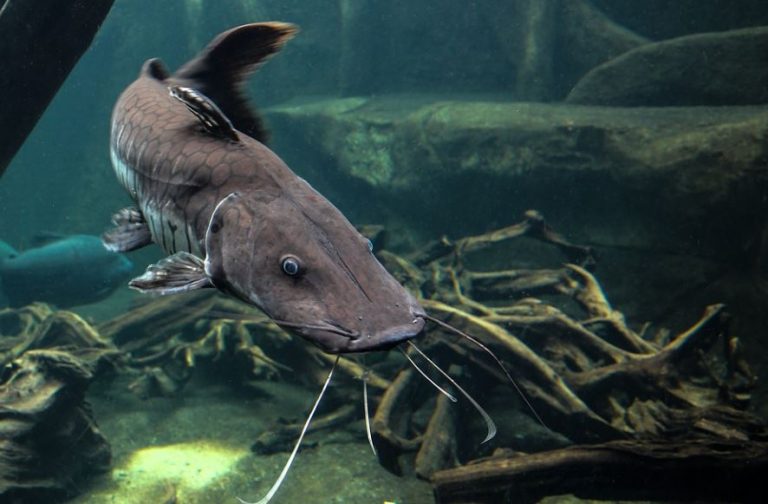 10 symbolic meanings of dreaming of catfish – Dream Psychological