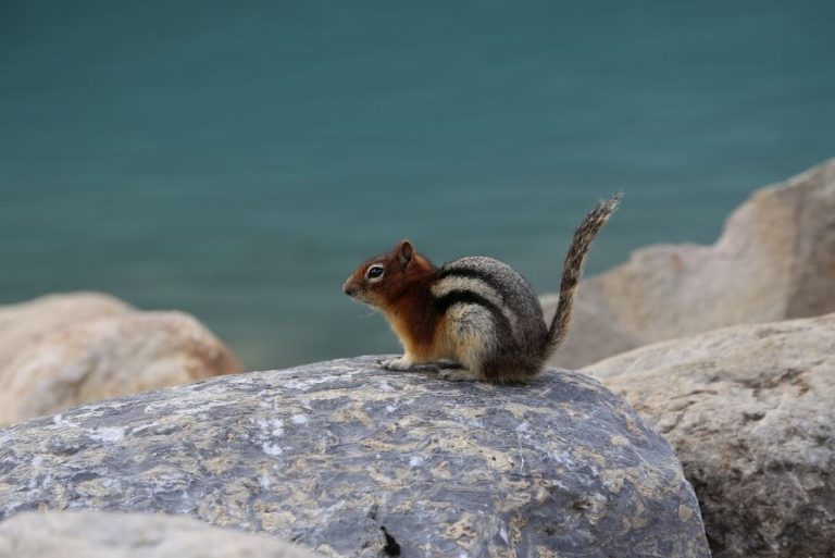 8 symbolic meanings of dreaming of squirrel – Dream Psychological