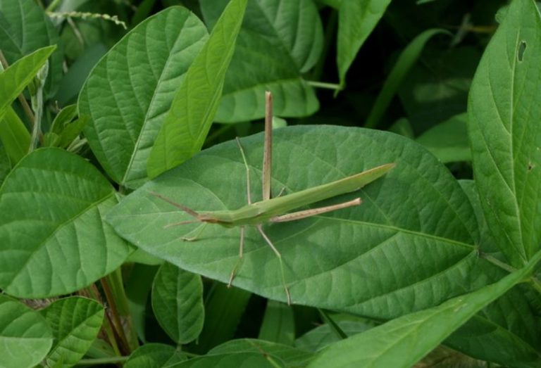 9 symbolic meanings of dreaming of grasshoppers – Dream Psychological