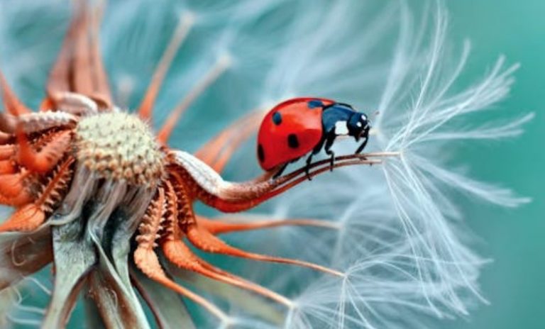 16 symbolic meanings of dreaming of insects – Dream Psychological